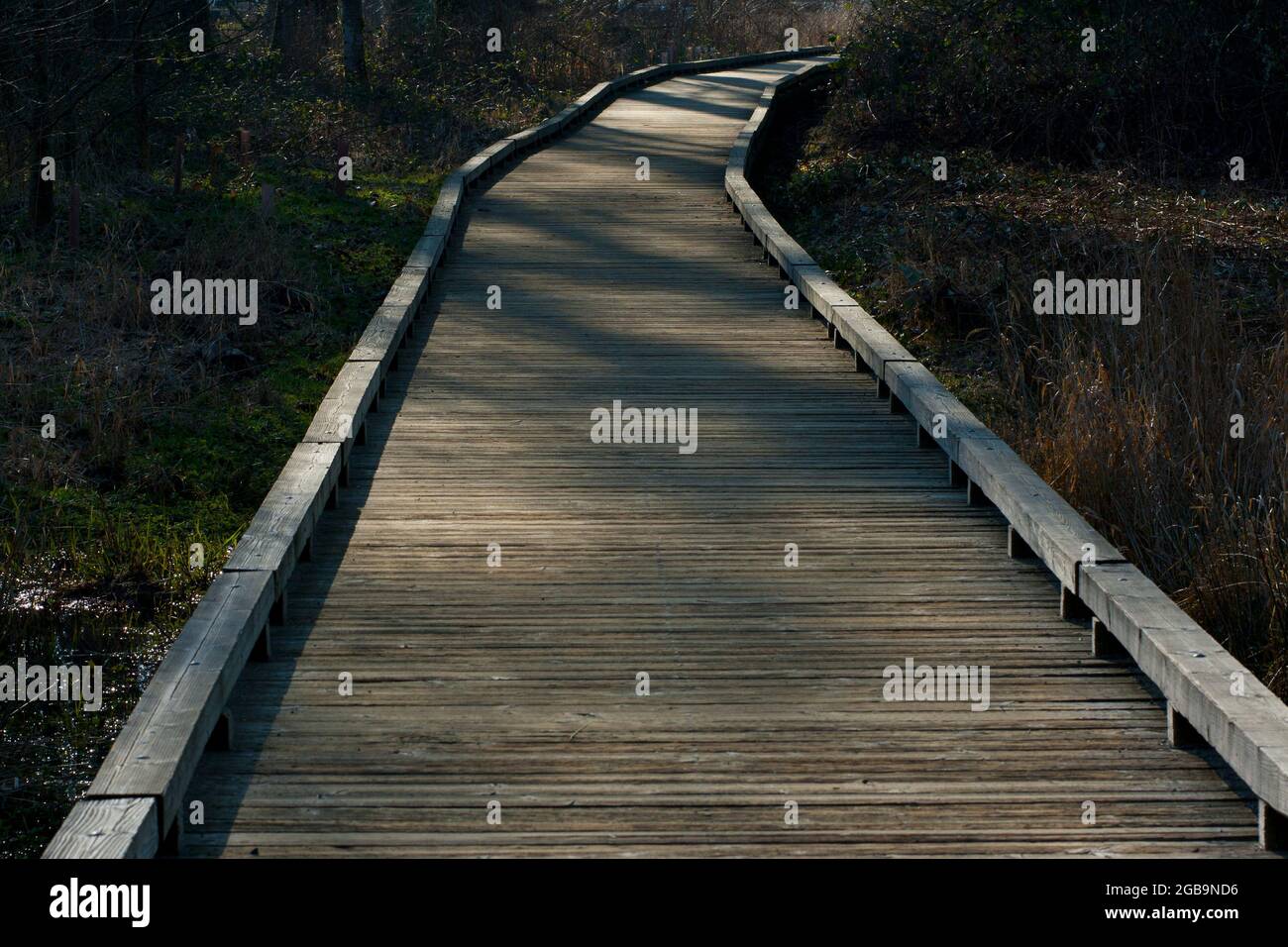 a picture of an Pacific Northwest forest path Stock Photo - Alamy