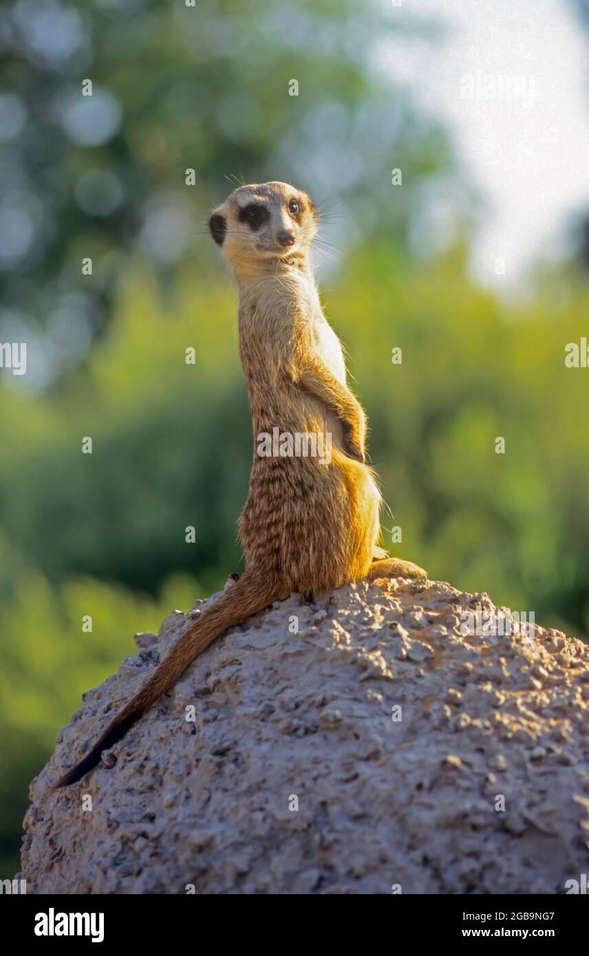 Meerkats suricates suricata suricatta standing hi-res stock photography ...