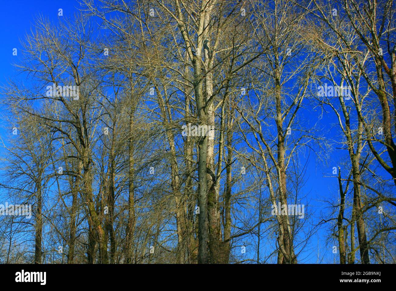 a exterior picture of an Pacific Northwest forest with mixed trees ...