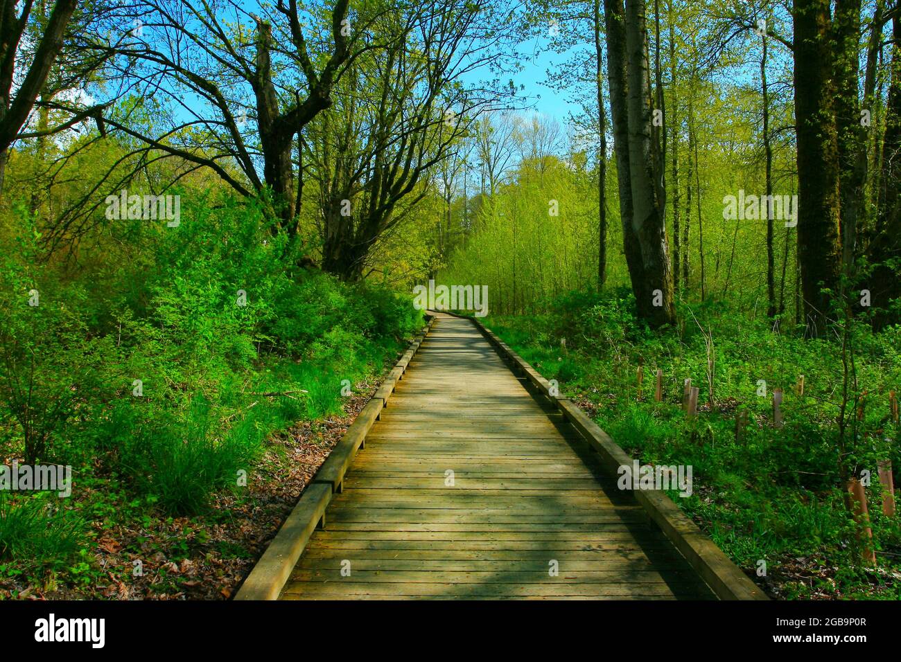a picture of an Pacific Northwest forest path Stock Photo - Alamy