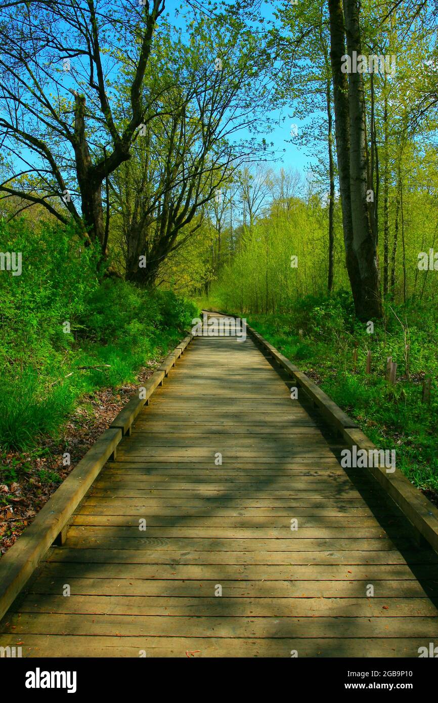 a picture of an Pacific Northwest forest path Stock Photo - Alamy
