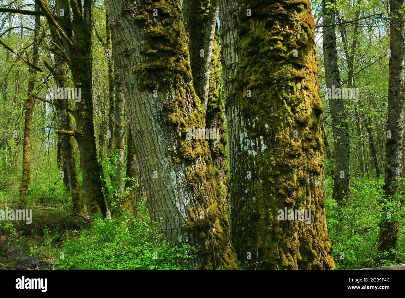 a exterior picture of an Pacific Northwest forest with Big leaf maple ...
