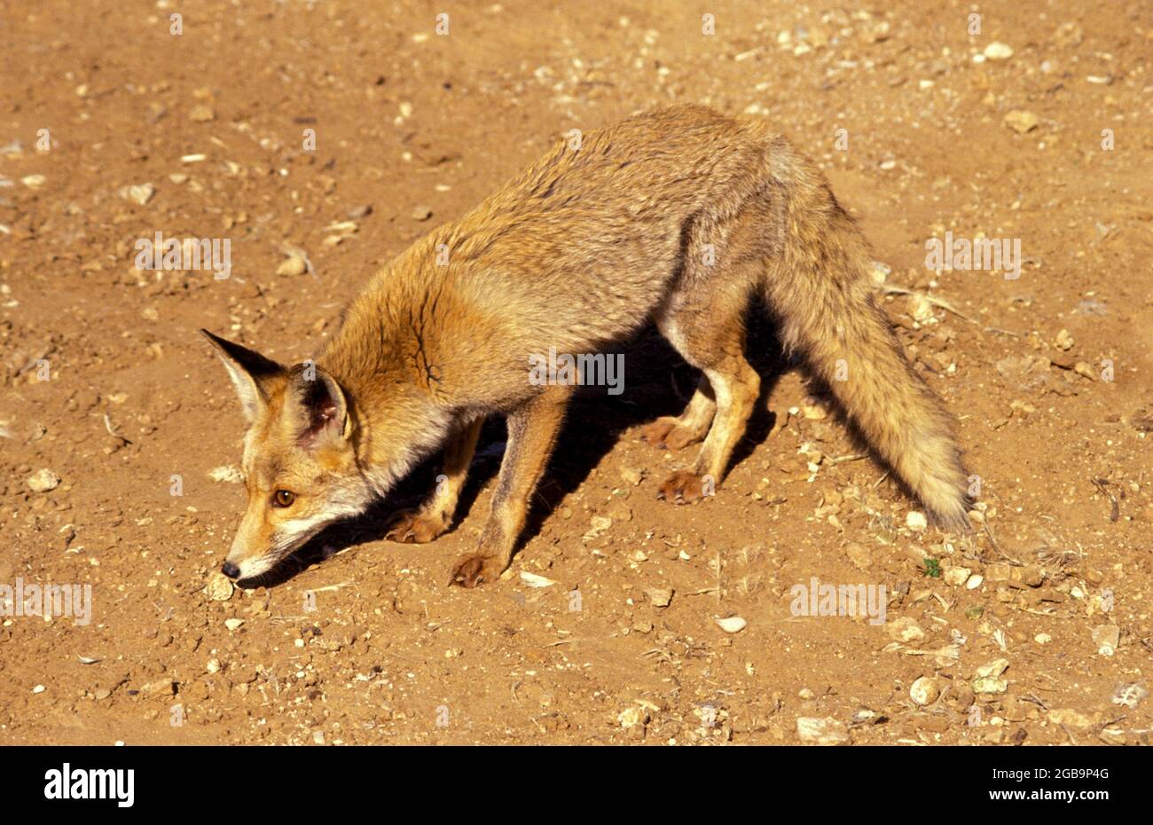 Red Fox (Vulpes vulpes). The Red Fox is the largest of the true foxes ...