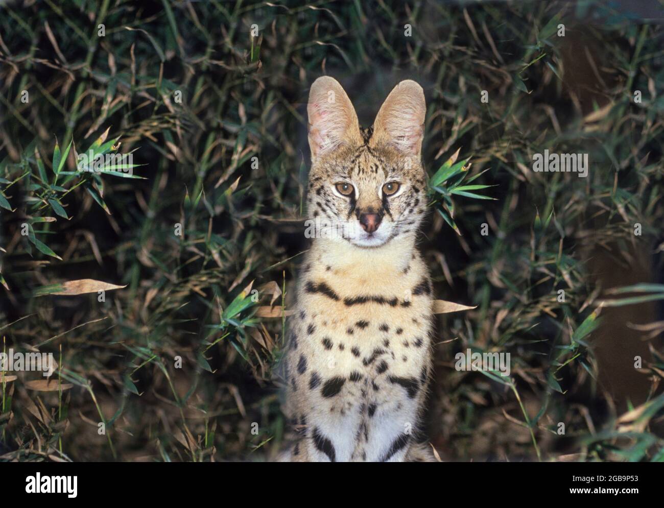 Portrait of a Serval (Felis serval) The serval is a mid-sized ...