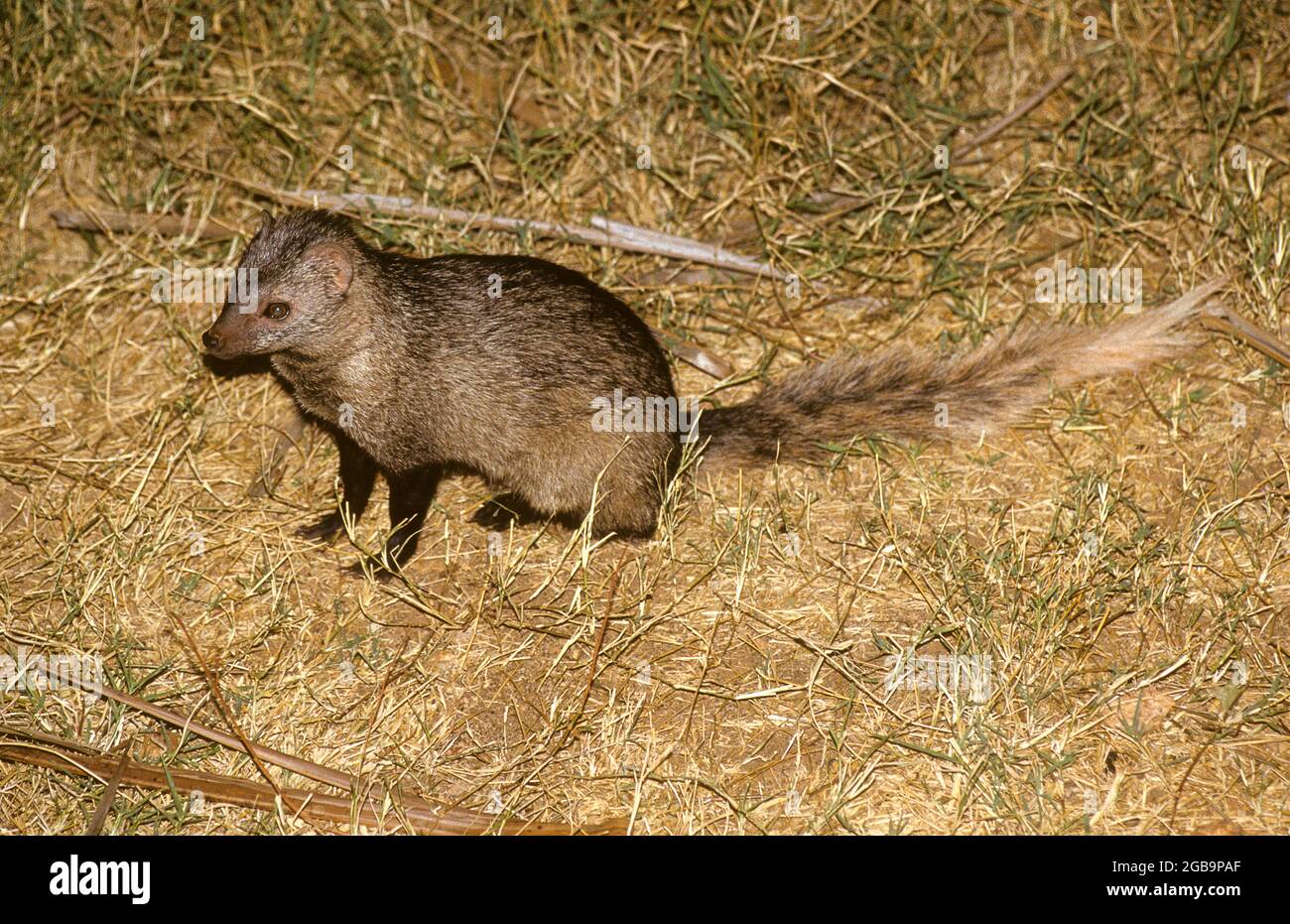White tailed mongooses hi-res stock photography and images - Alamy