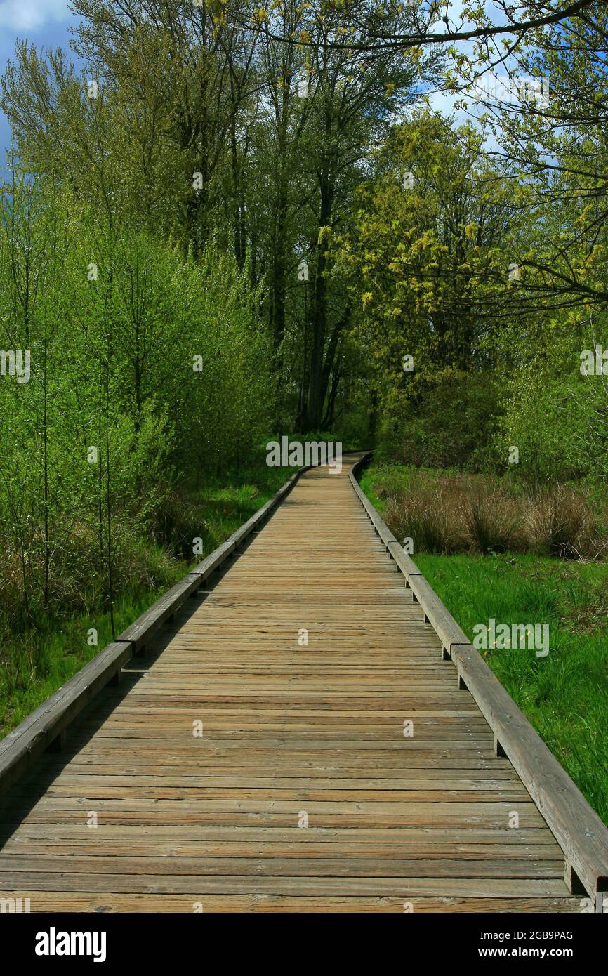 a picture of an Pacific Northwest forest path Stock Photo - Alamy