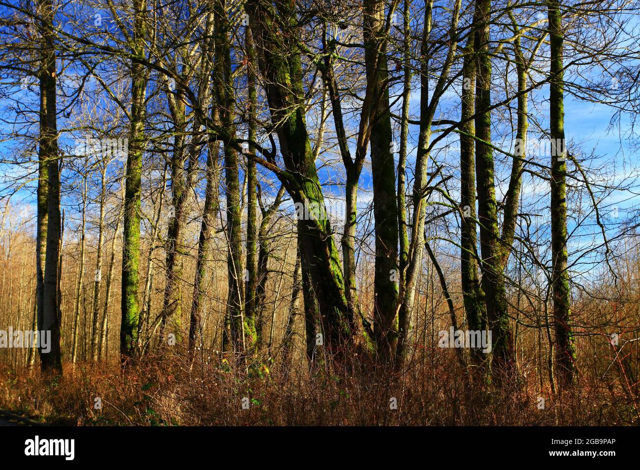 a exterior picture of an Pacific Northwest forest with Big leaf maple ...