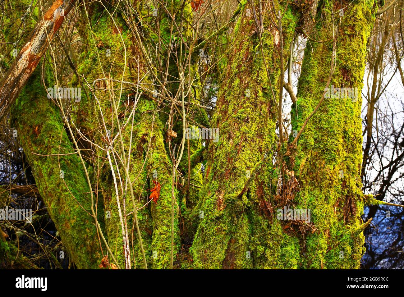 Willow tree bark hi-res stock photography and images - Alamy