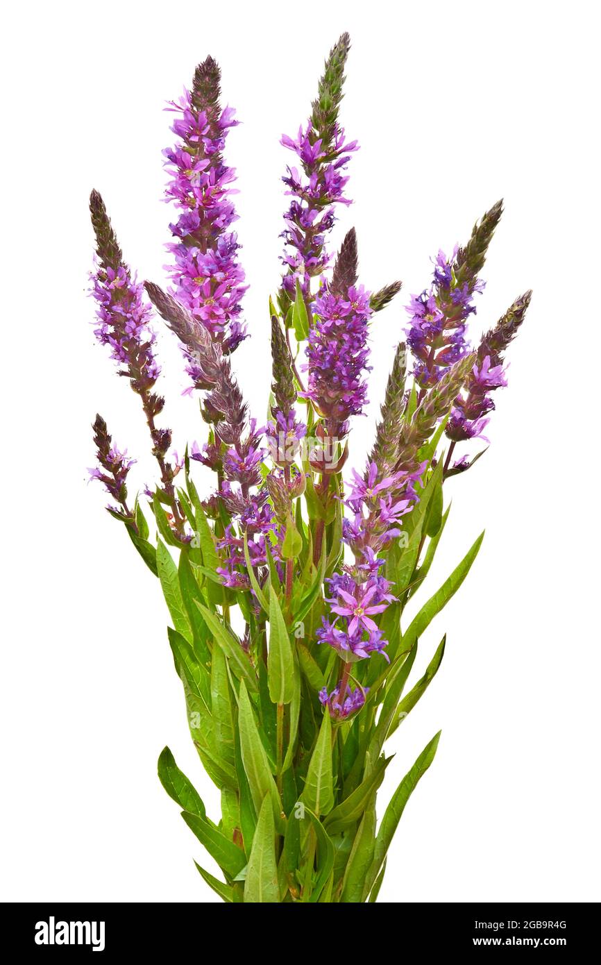 Lythrum salicaria on white background Stock Photo - Alamy