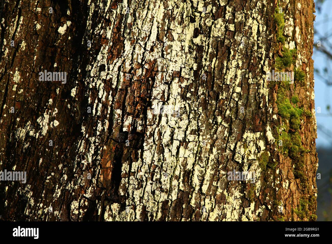 a exterior picture of an Pacific Northwest forest with Big leaf maple ...