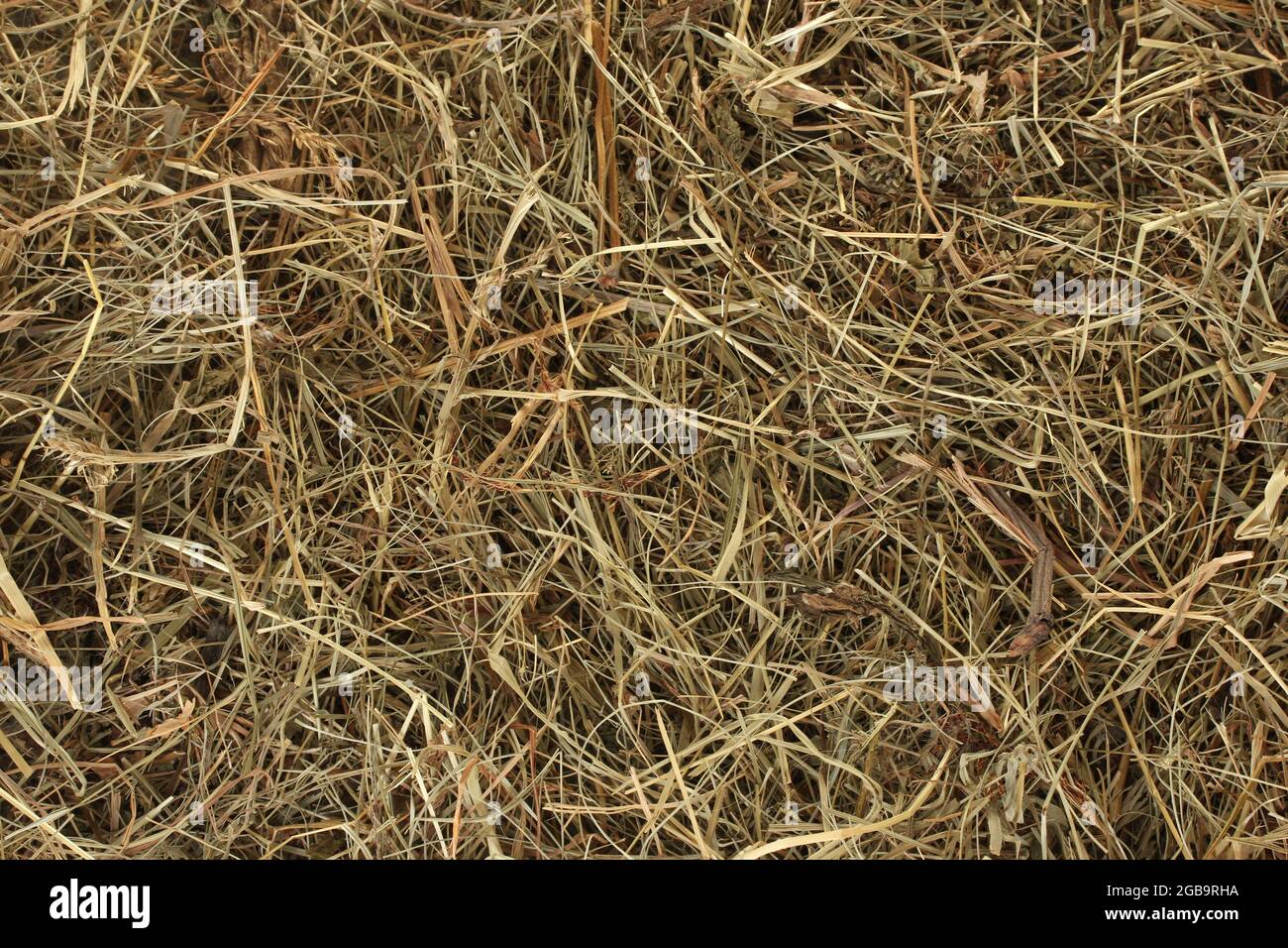 Golden hay texture background close-up Stock Photo - Alamy