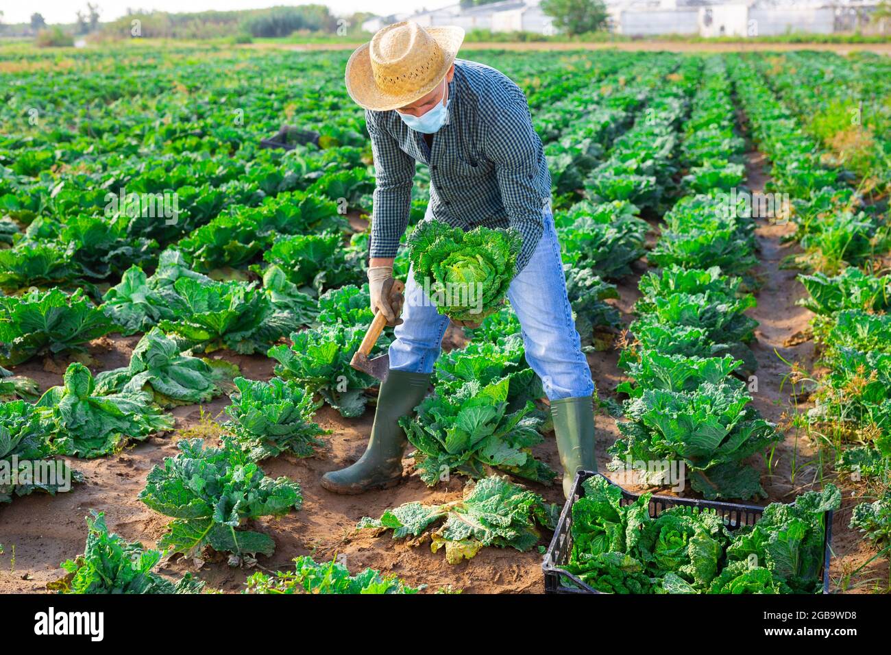 Cabbage head man hi-res stock photography and images - Alamy