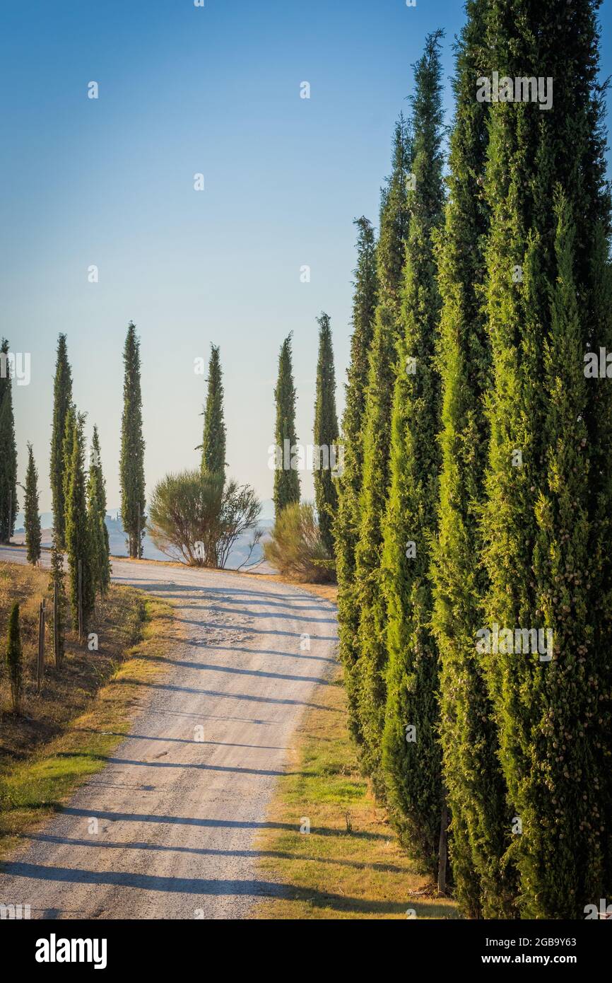 Rural road and pathway in Tuscany, Italy lined with beautiful Cypress ...
