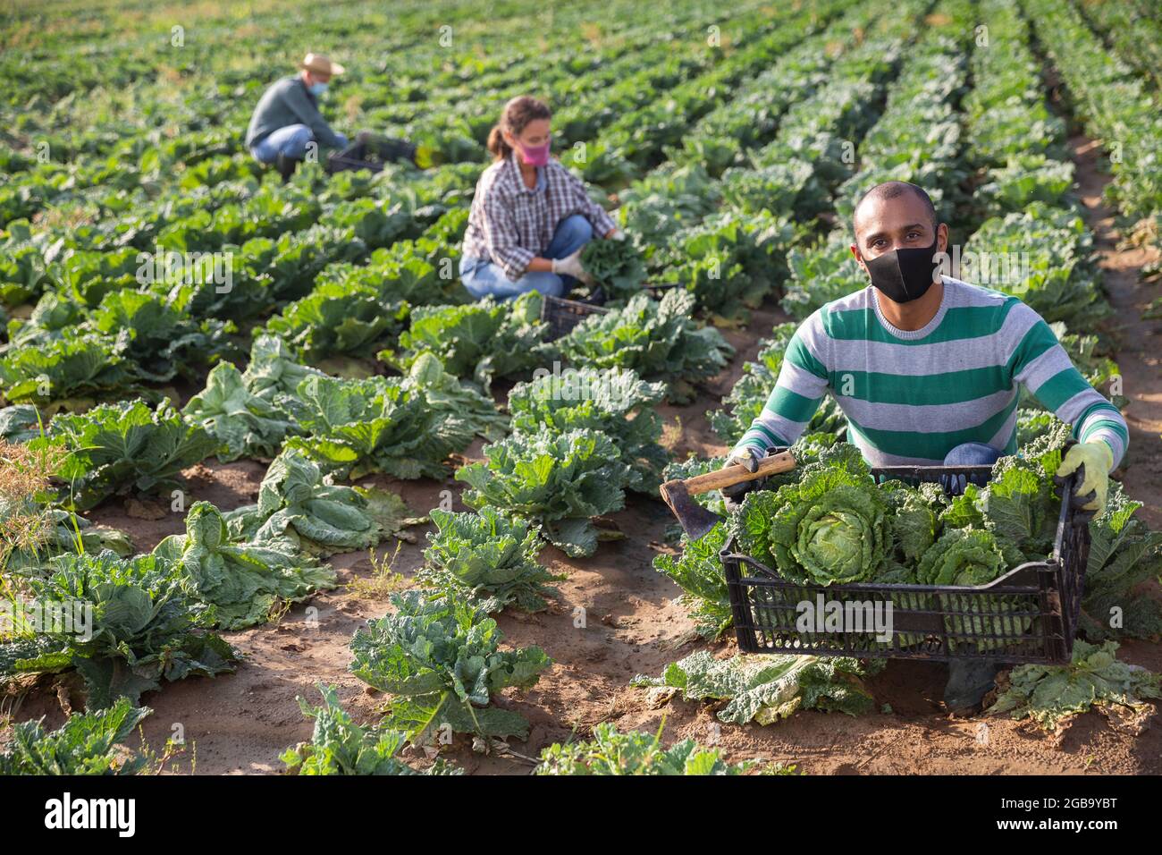 Cabbage head man hi-res stock photography and images - Alamy