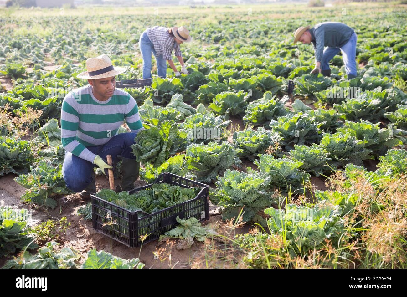 Concentration mulatto adult hi-res stock photography and images - Alamy