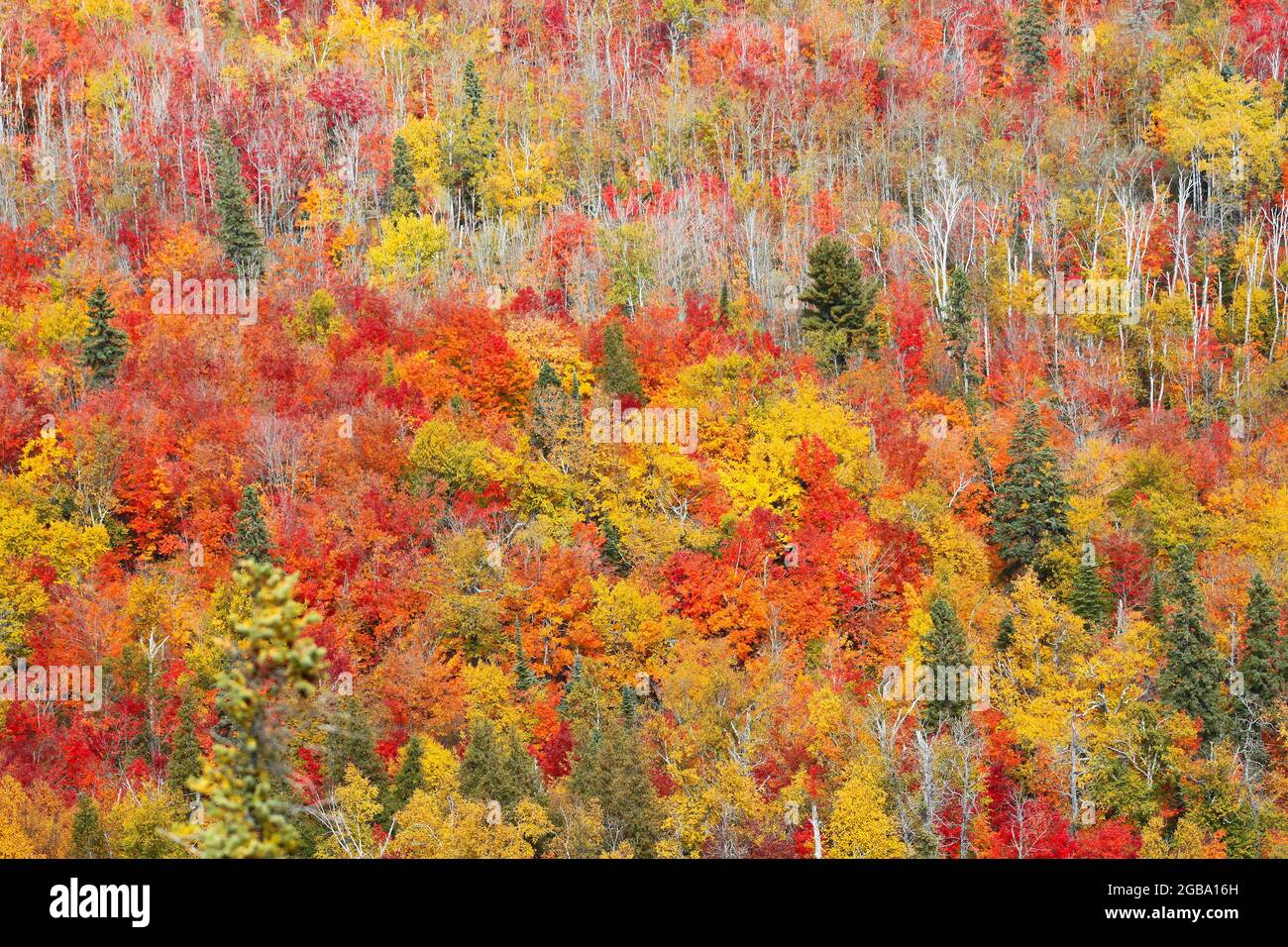 Looking down on an autumn colored forest in Northern Minnesota, U.S.A ...