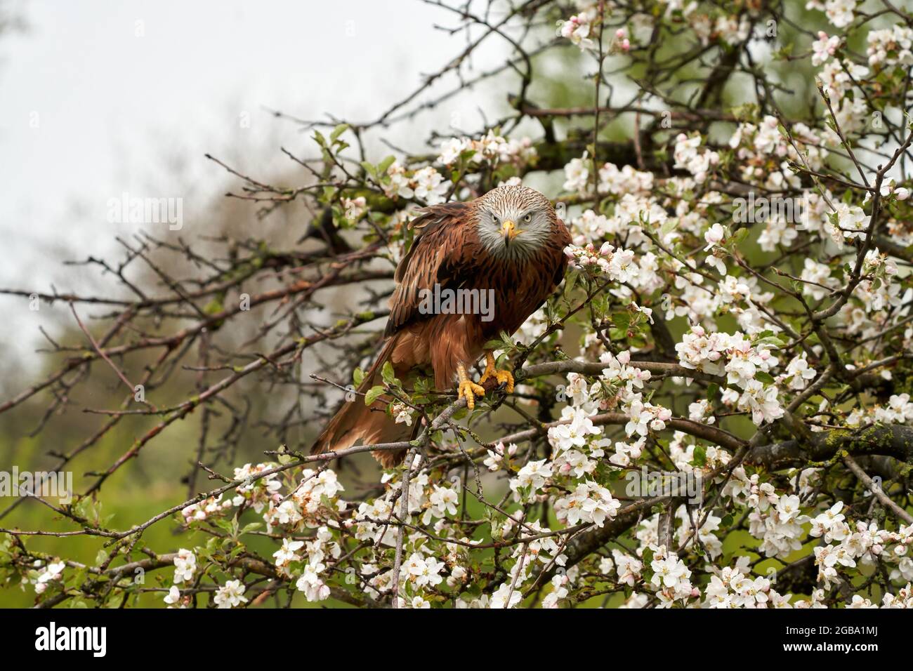 Red kite, sits on a fruit tree with white blossom. A lake in the ...