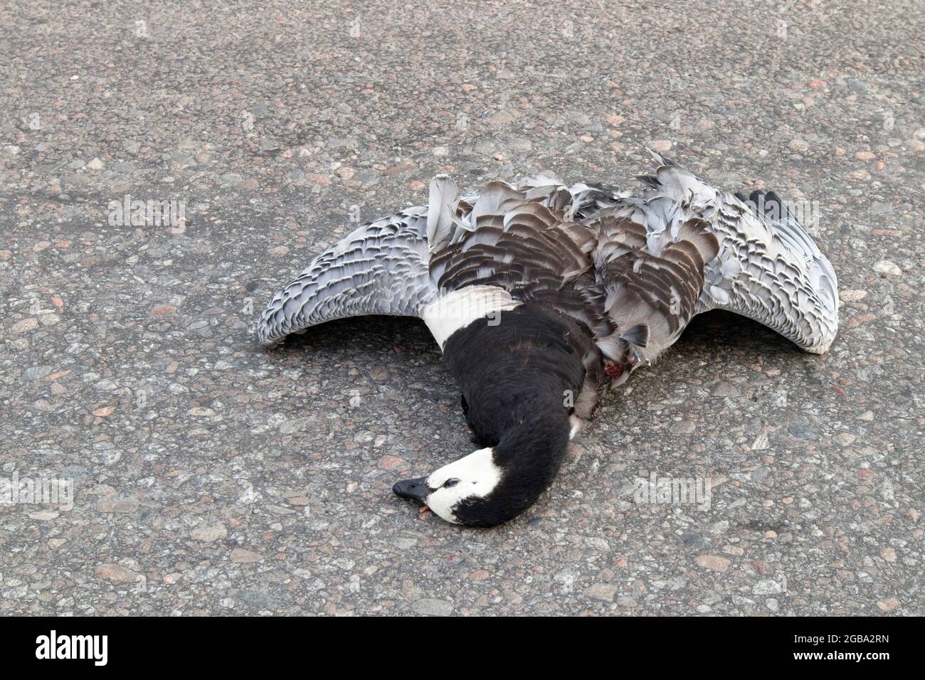 dead barnacle goose lying on street Stock Photo - Alamy