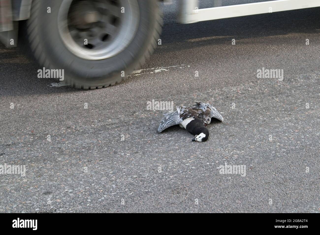 dead barnacle goose lying on street Stock Photo - Alamy