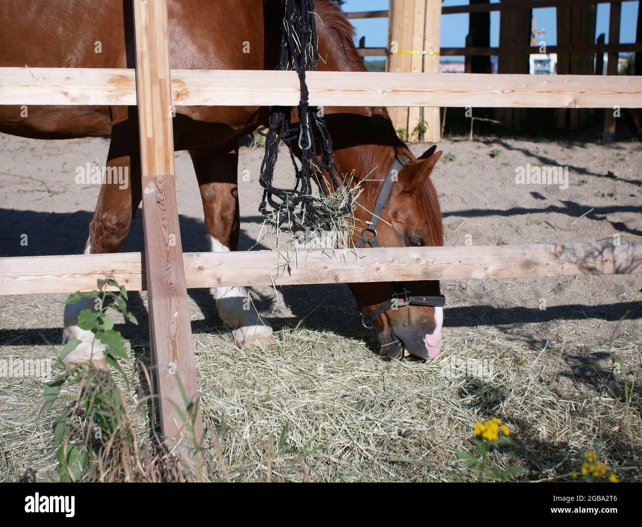 horse eating hay in paddock Stock Photo - Alamy