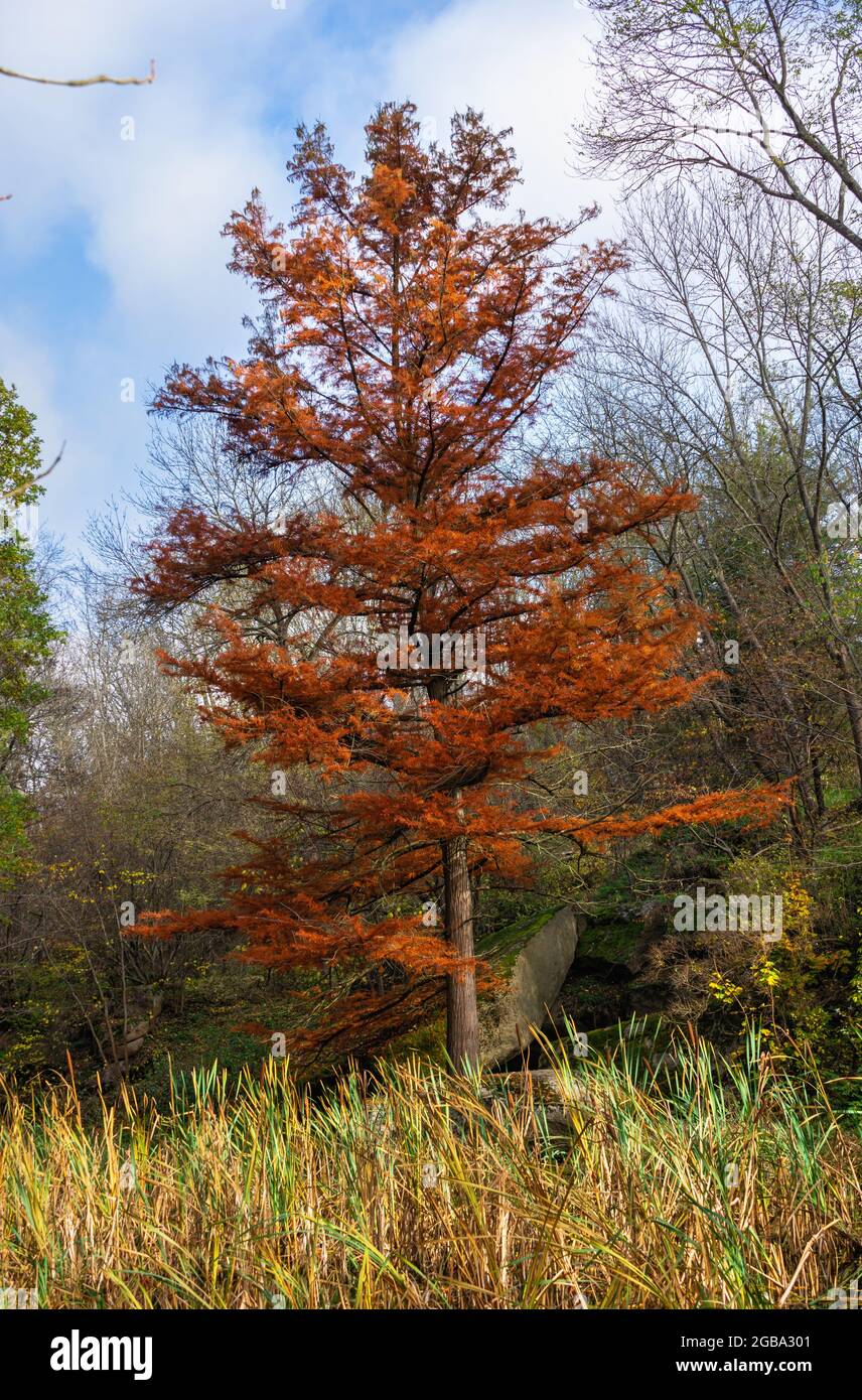 Red maple in the Sofievsky arboretum or Sofiyivsky Park in Uman ...