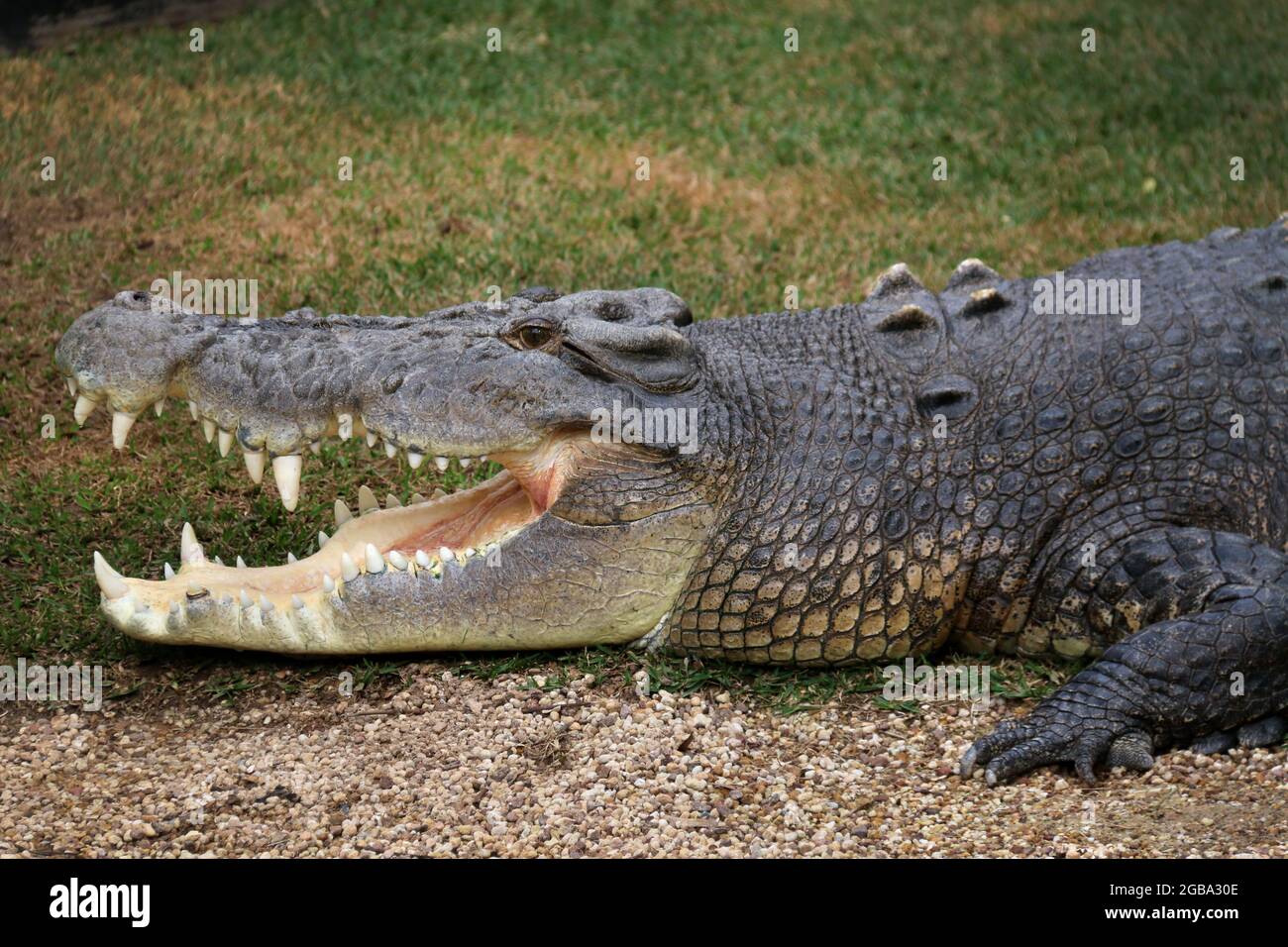 Alligator sitting hi-res stock photography and images - Alamy