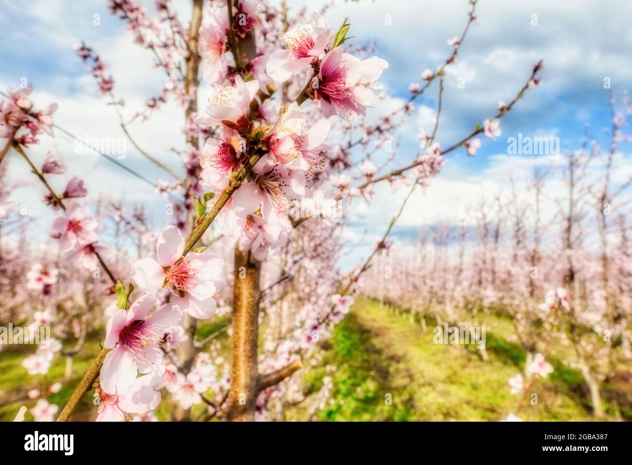 orchard of bloomed peach trees in spring in the plain of Veria in ...