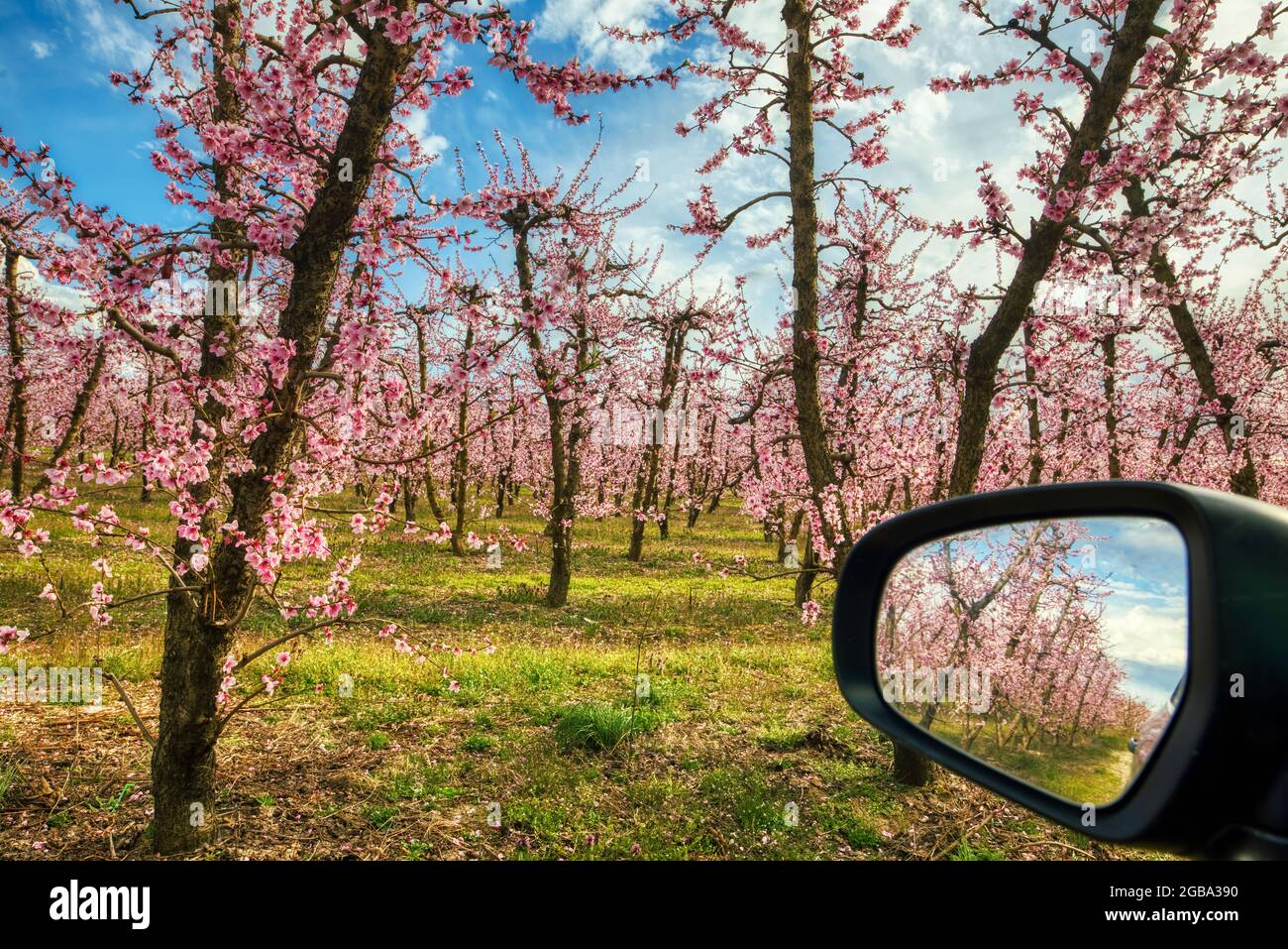 Blossom peach trees veria greece hi-res stock photography and images ...