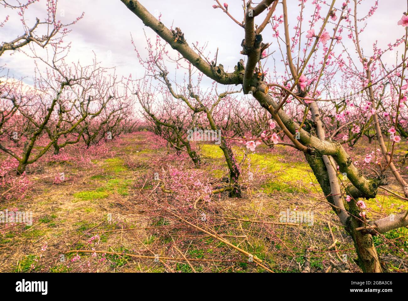 Blossom Peach Trees Veria Greece High Resolution Stock Photography and ...