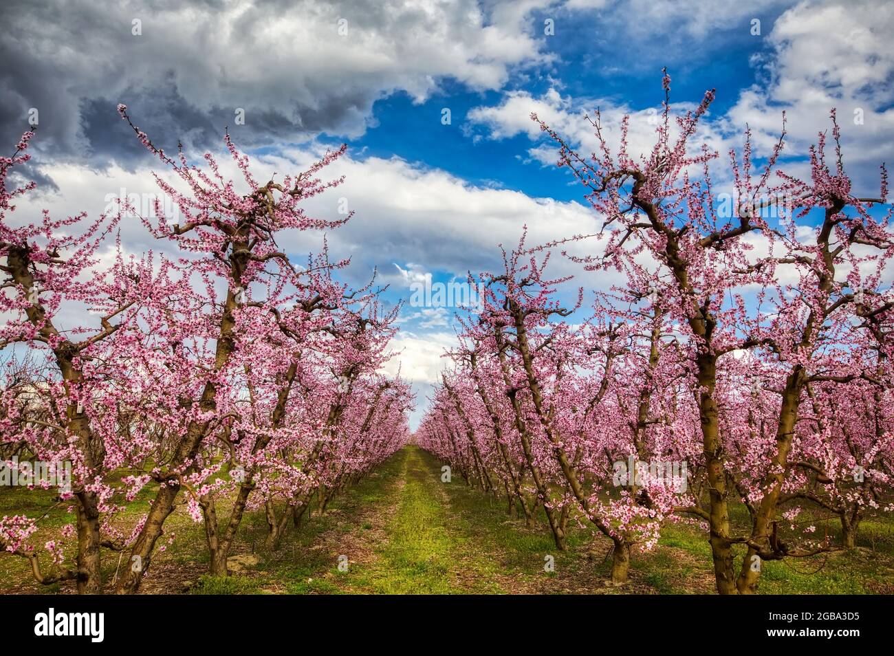 Blossom peach trees veria greece hi-res stock photography and images ...