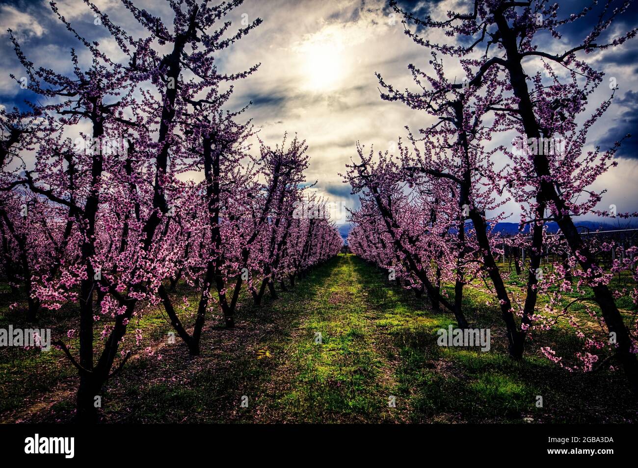 Blossom peach trees veria greece hi-res stock photography and images ...