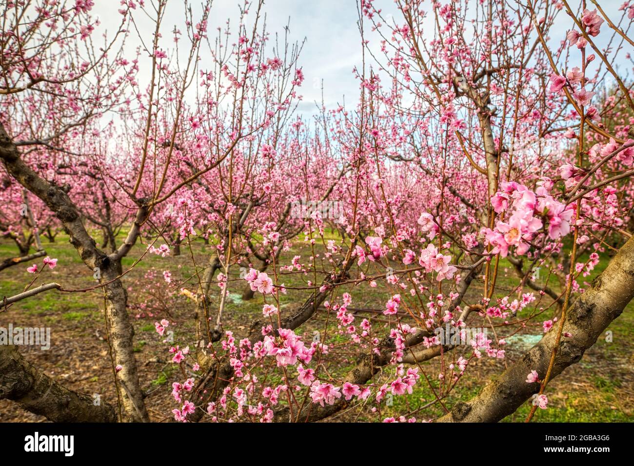 orchard of bloomed peach trees in spring in the plain of Veria in ...
