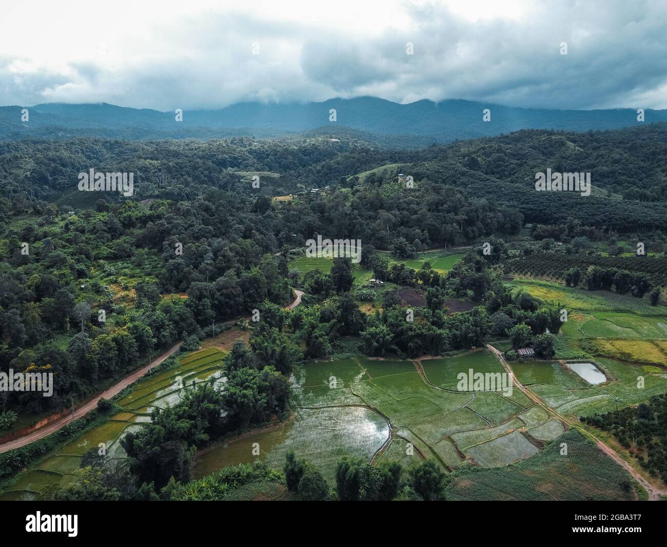 The road to the farmland and fields in the green forest Stock Photo - Alamy
