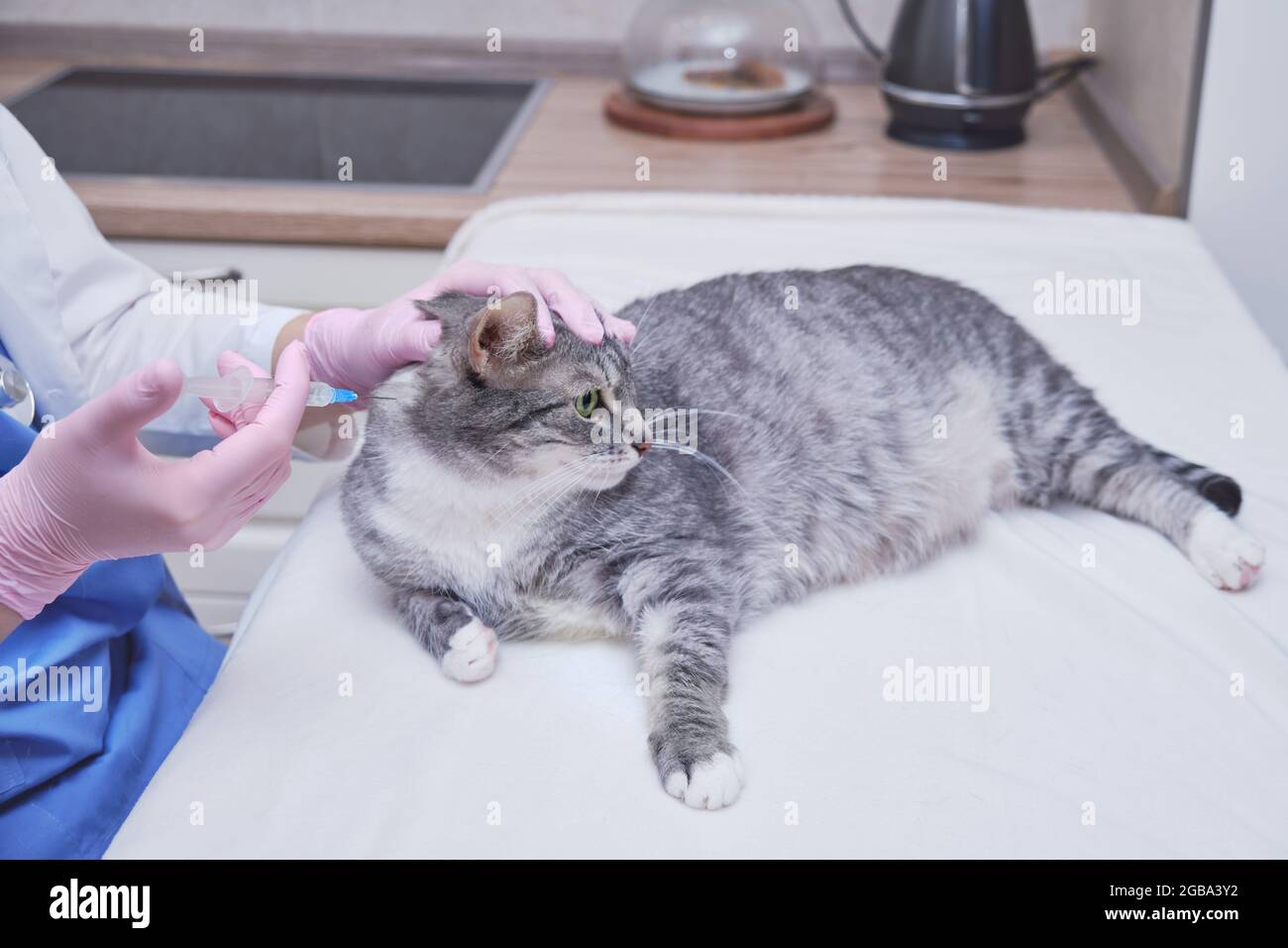 A syringe injection into the withers of a domestic cat by a ...