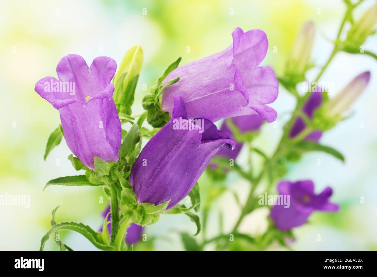 blue bell flowers on green background Stock Photo - Alamy