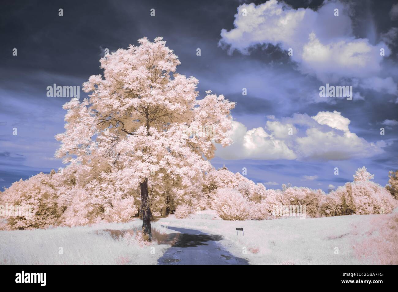 marijuana canabis on field ganja farm sativa leaf weed medical hemp ...