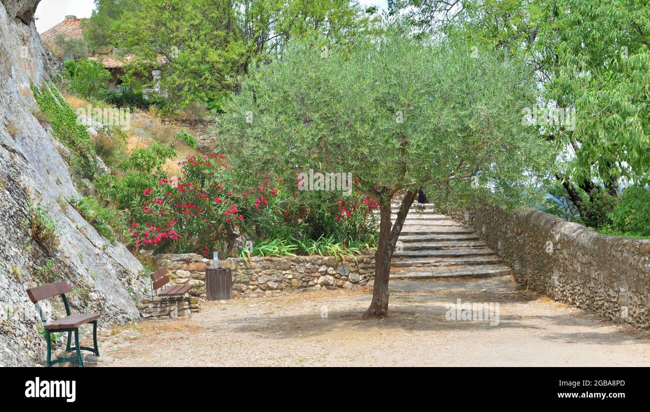 place with benches in a medieval french village and an olive tree Stock ...