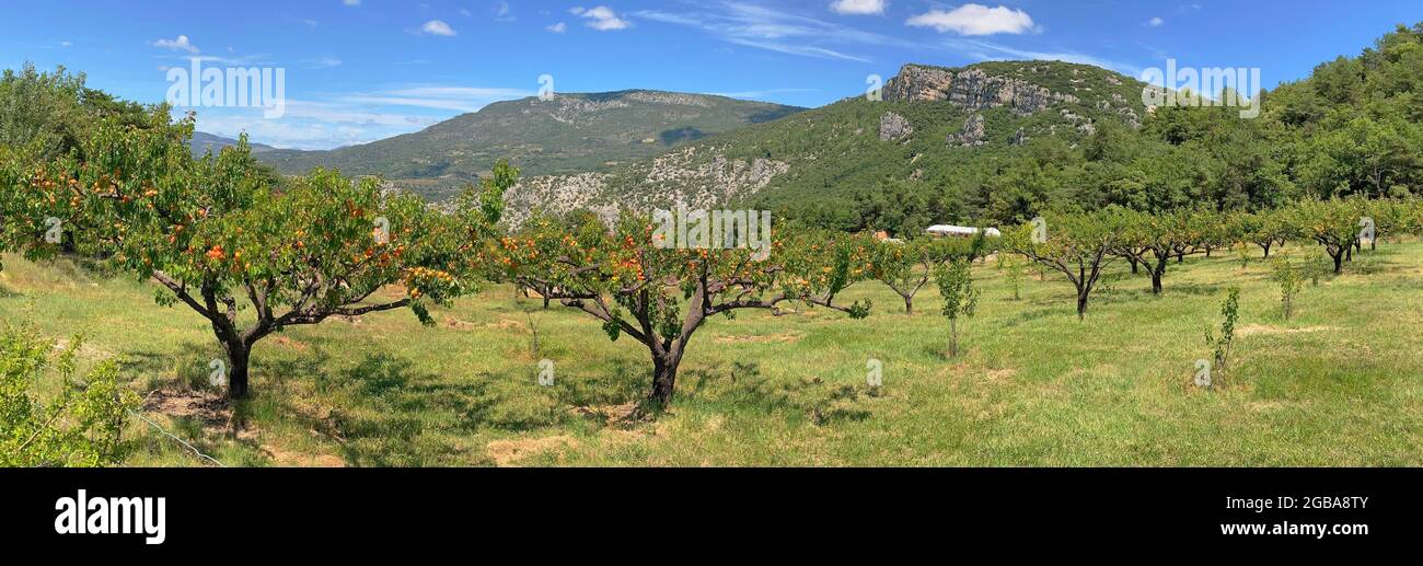 panoramic view field of apricot trees in mountain landscape in ...