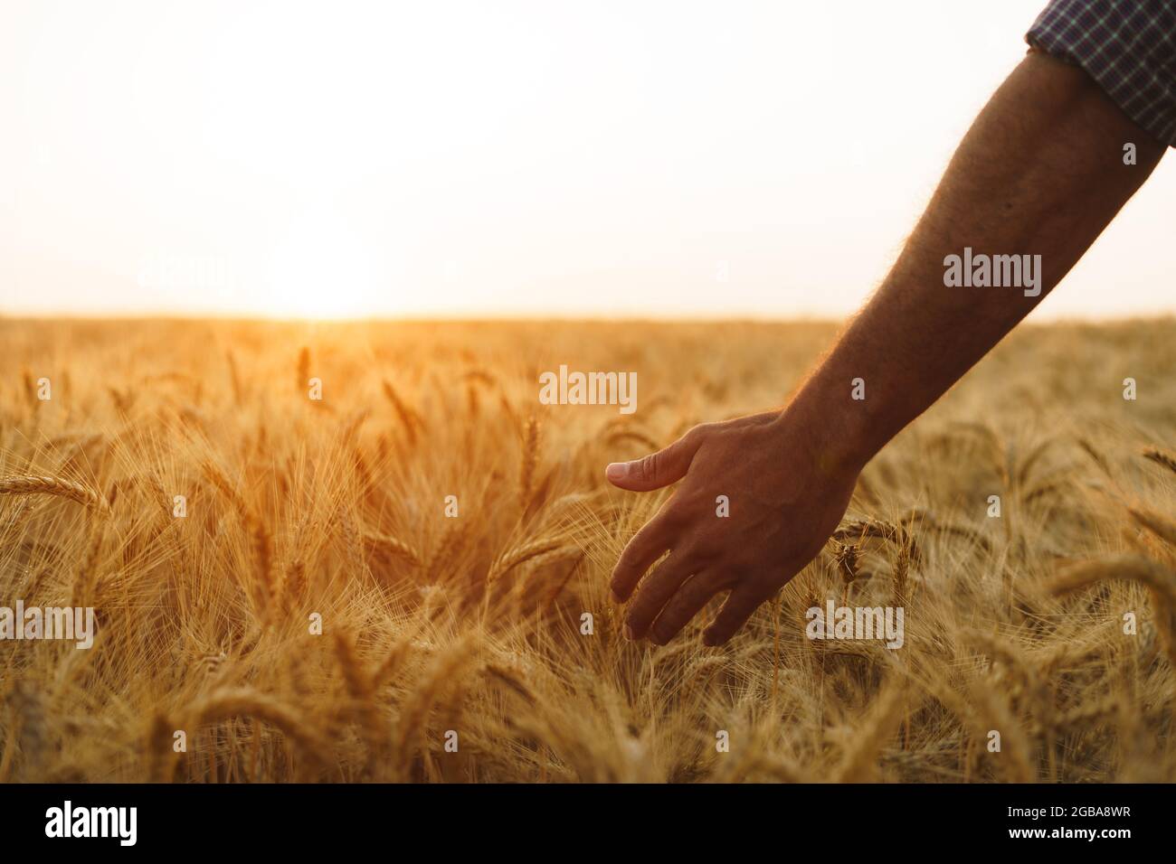 Close up man field touching ears hi-res stock photography and images ...