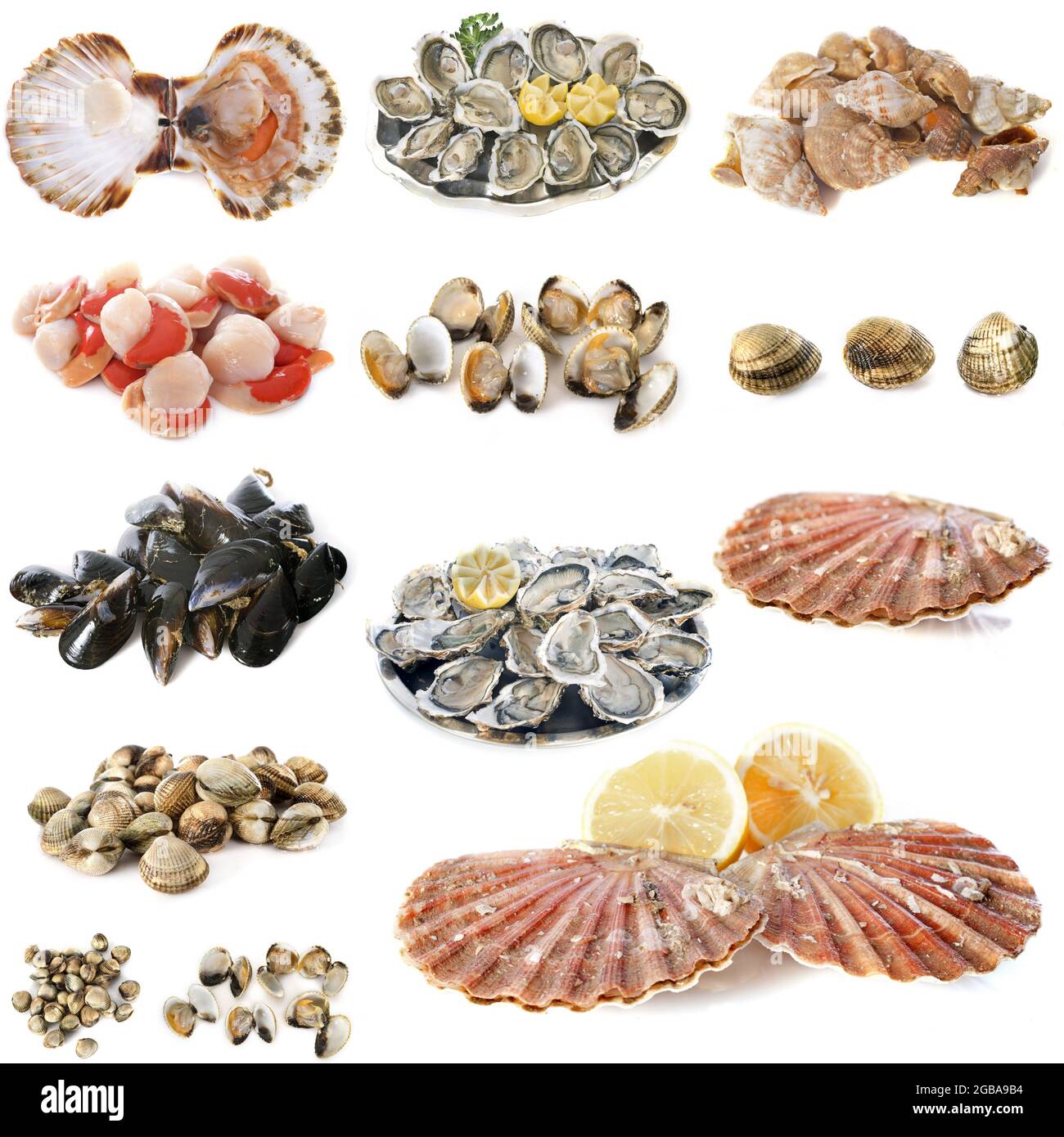 many shellfish in front of white background Stock Photo - Alamy