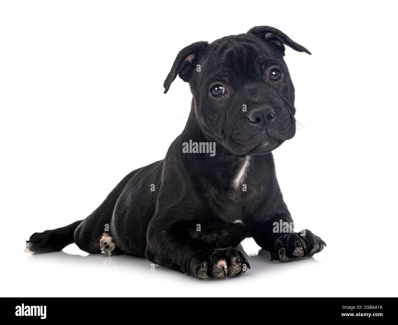 puppy staffordshire bull terrier in front of white background Stock ...