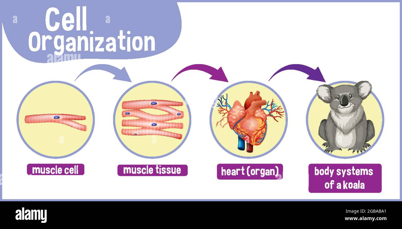 Anatomical diagram showing heart hi-res stock photography and images ...