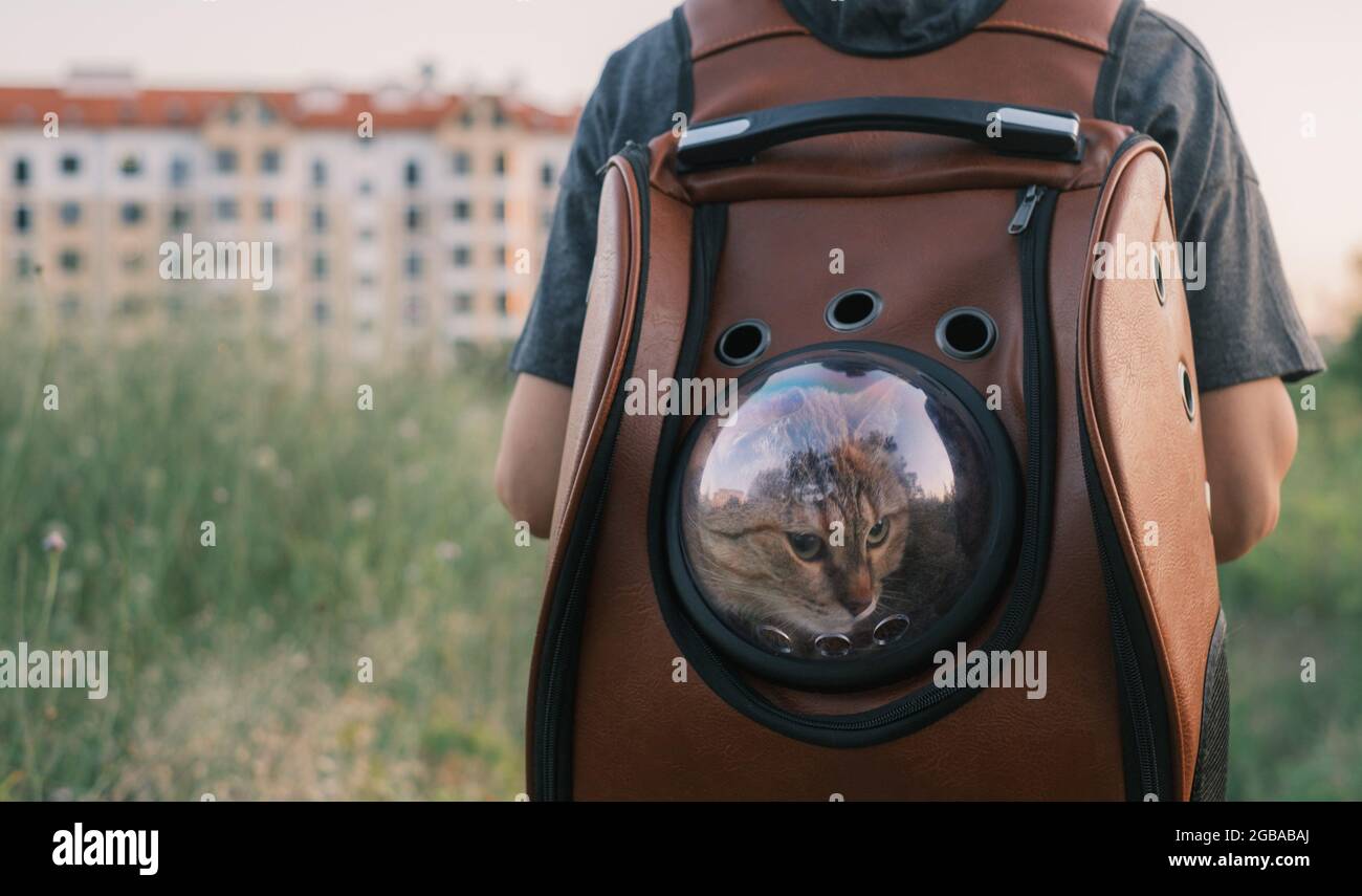 Cat looking out the window of in pet backpack in town Stock Photo - Alamy