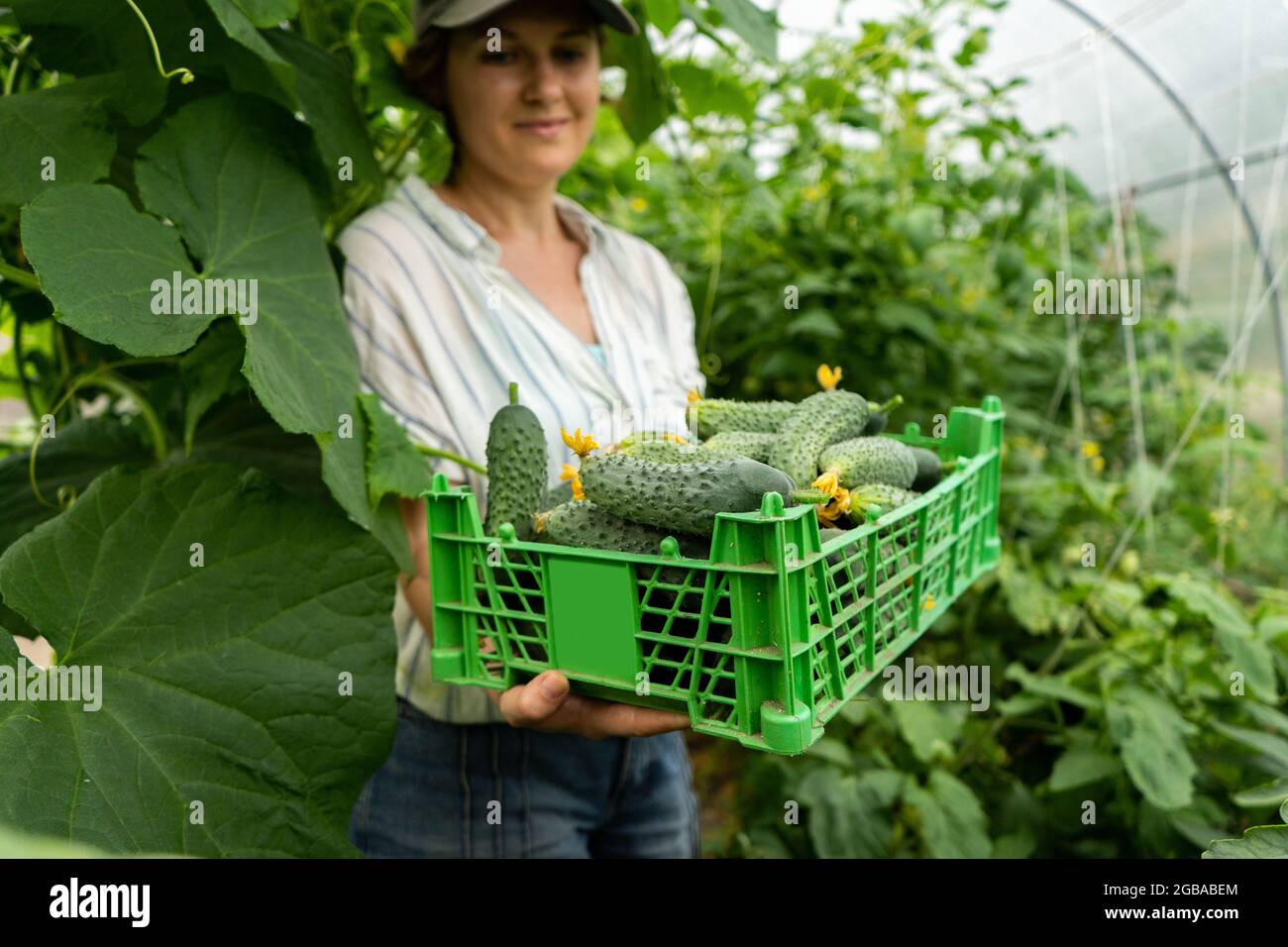 Bio cucumber hi-res stock photography and images - Alamy