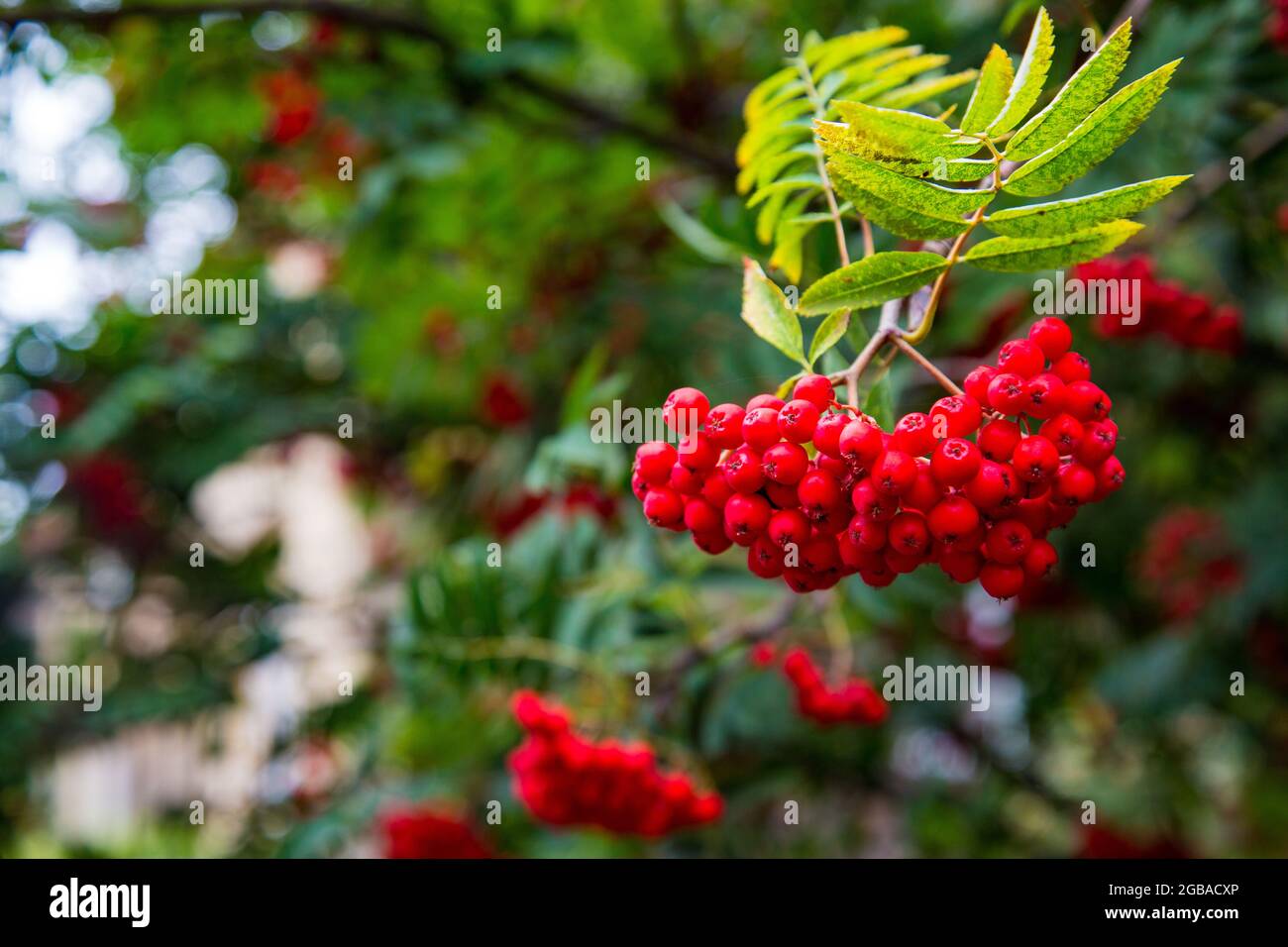 bunch of wild goose growing on tree branch Stock Photo - Alamy