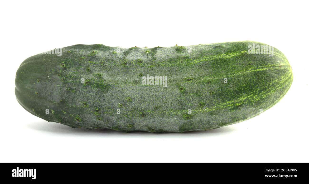 Big prickly cucumber isolated on white background Stock Photo - Alamy