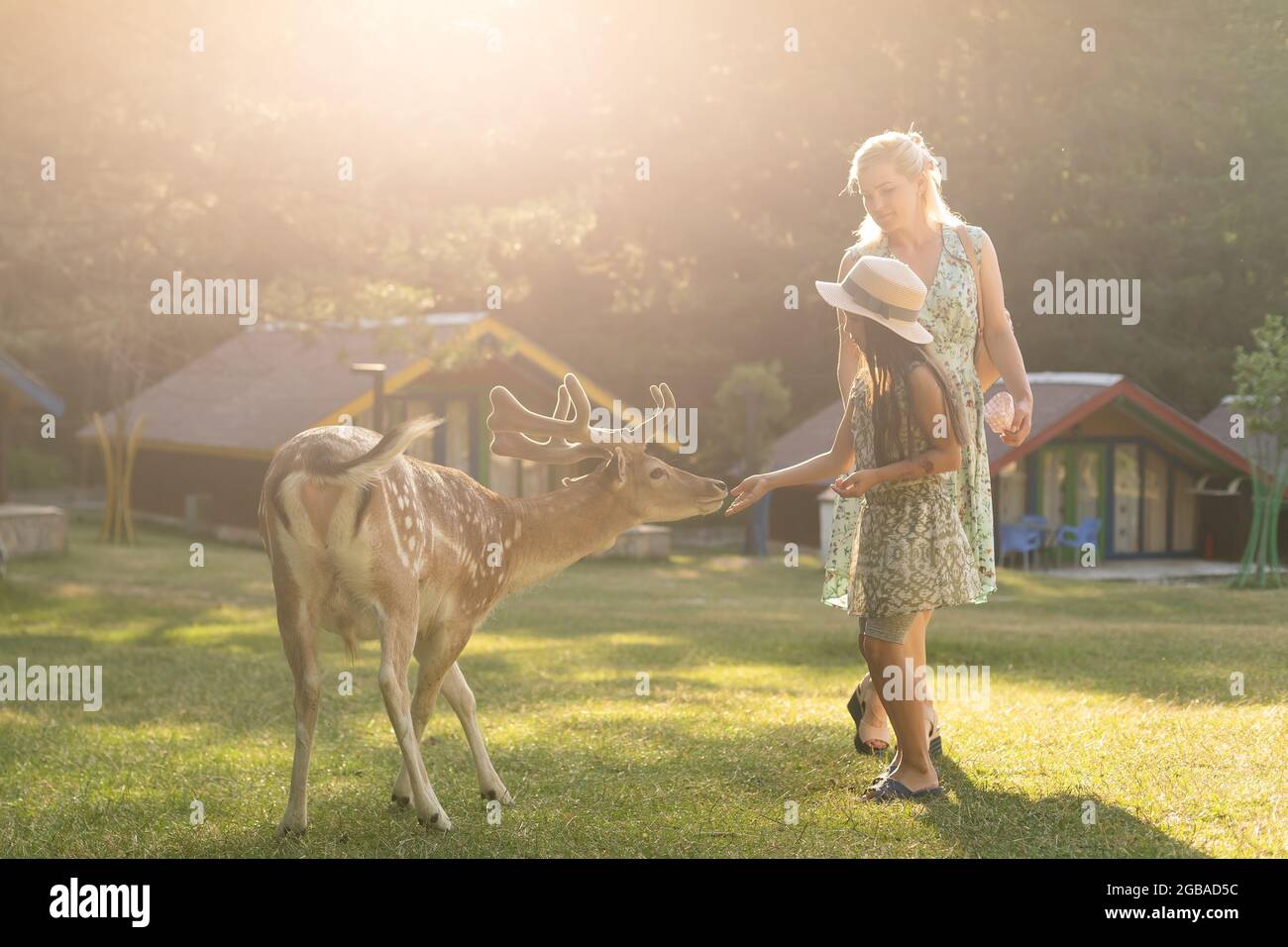 adorable toddler feeds deer on farm. Beautiful baby child petting ...