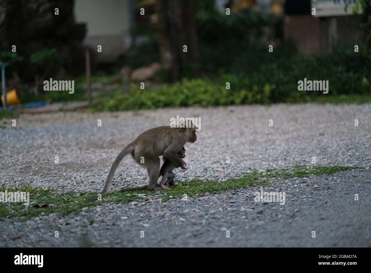 A mother monkey is teaching her sibling how to walk Stock Photo - Alamy