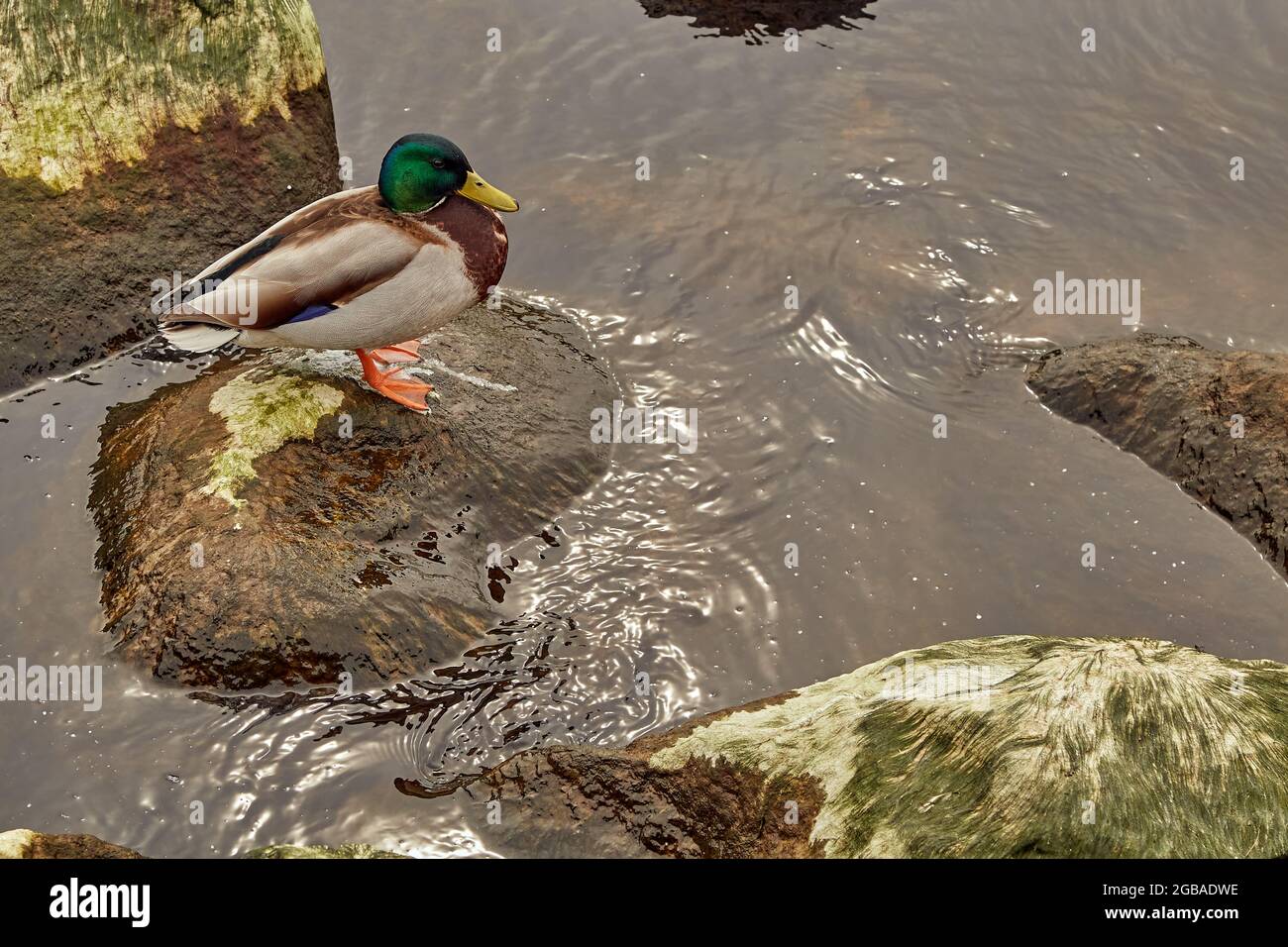 Donald duck rock hi-res stock photography and images - Alamy