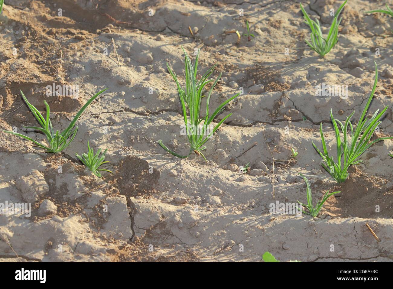 Pakistani psyllium plant hi-res stock photography and images - Alamy
